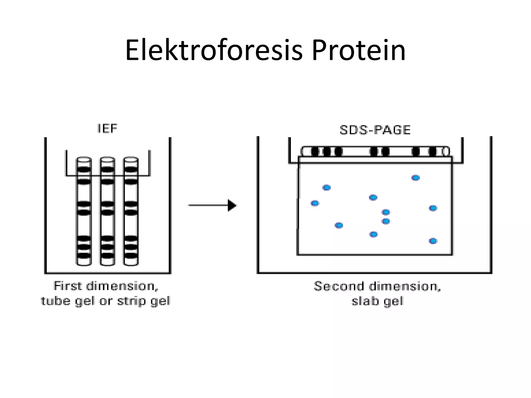 Elektroforesis gel | PPTX