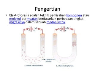 Elektroforesis gel | PPTX