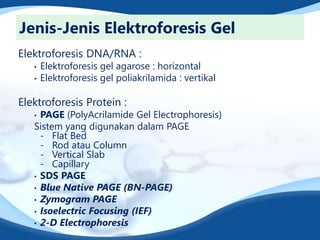 Elektroforesis gel | PPTX