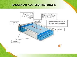 PPT Presentasi - Elektroforesis | PPTX