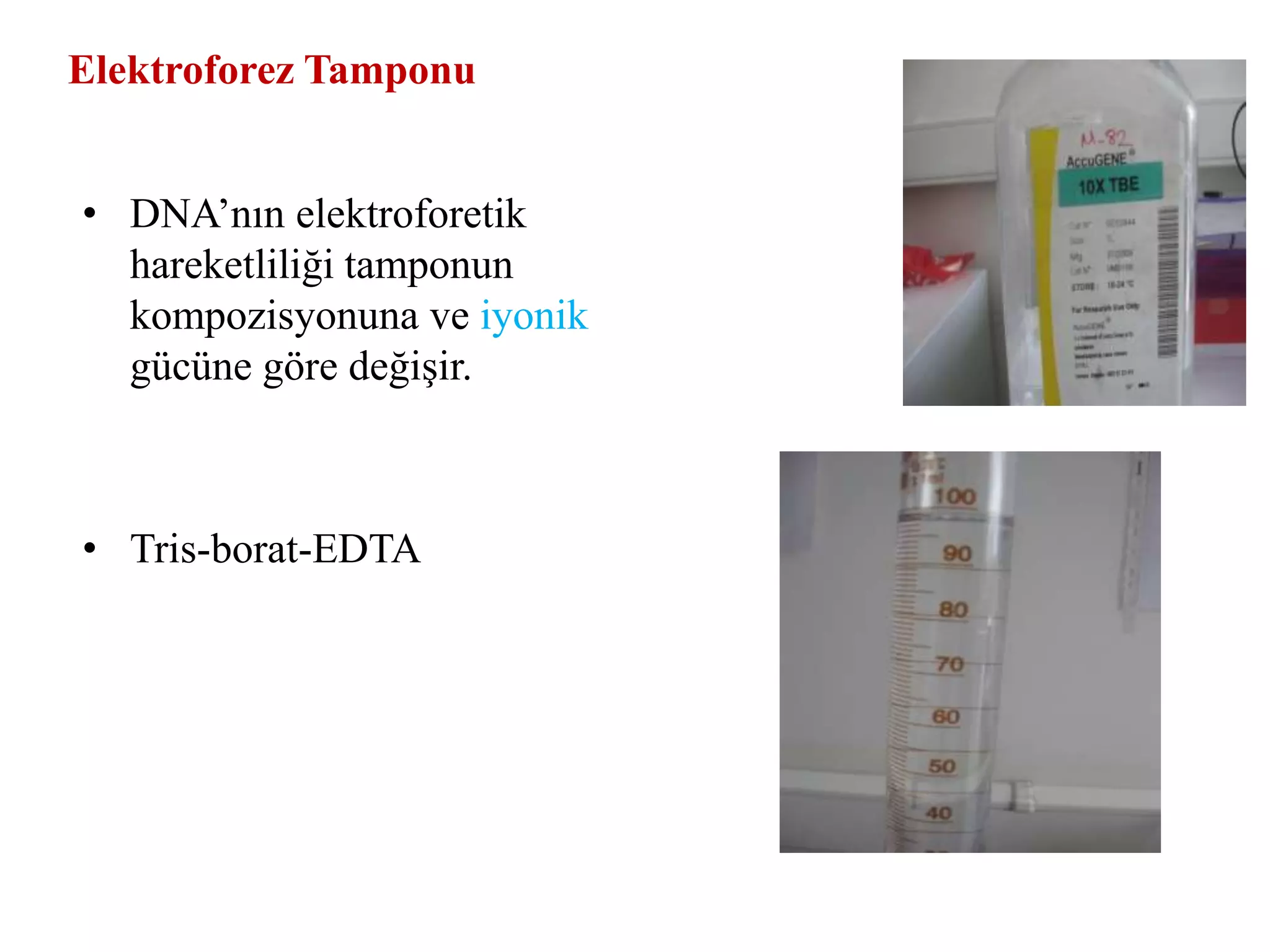 Agaroz Jel Elektroforezi & İki Boyutlu Jel Elektroforez | PPTX