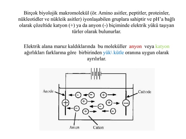 Agaroz Jel Elektroforezi & İki Boyutlu Jel Elektroforez | PPTX