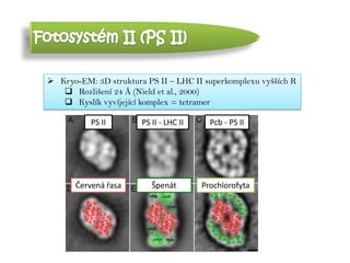 Elektronova mikroskopie a fotosynteticky aparat | PDF