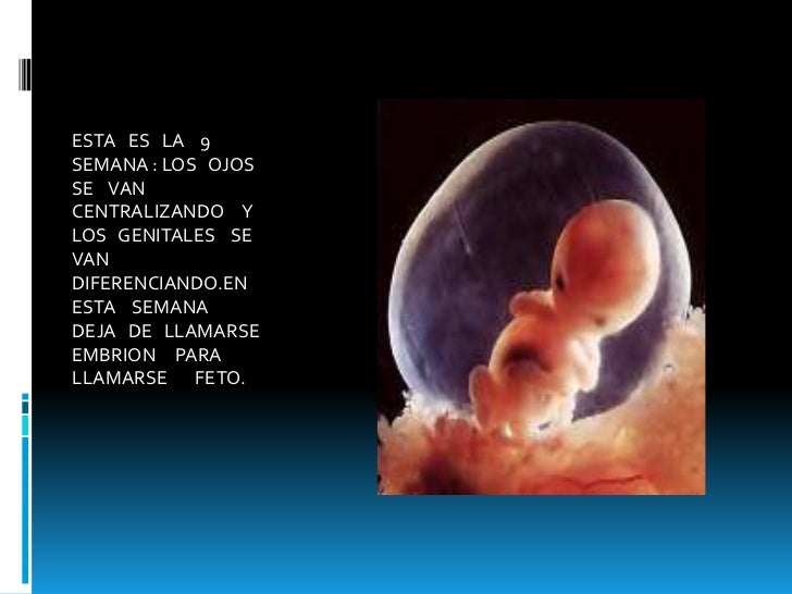 Feto de 9 semanas imagenes - Imagui