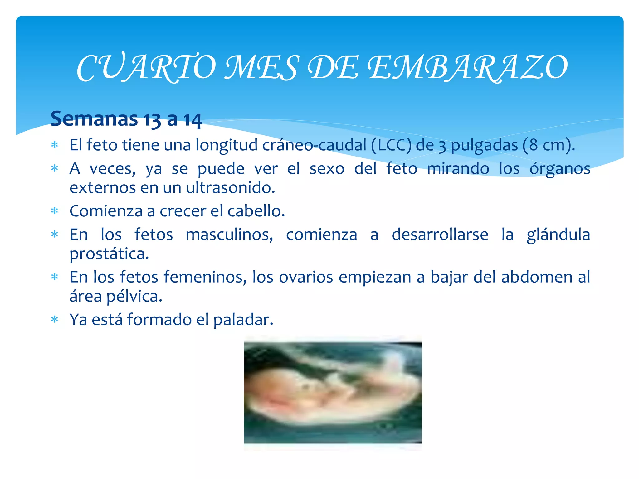 El embarazo 1 4 mes | PPTX