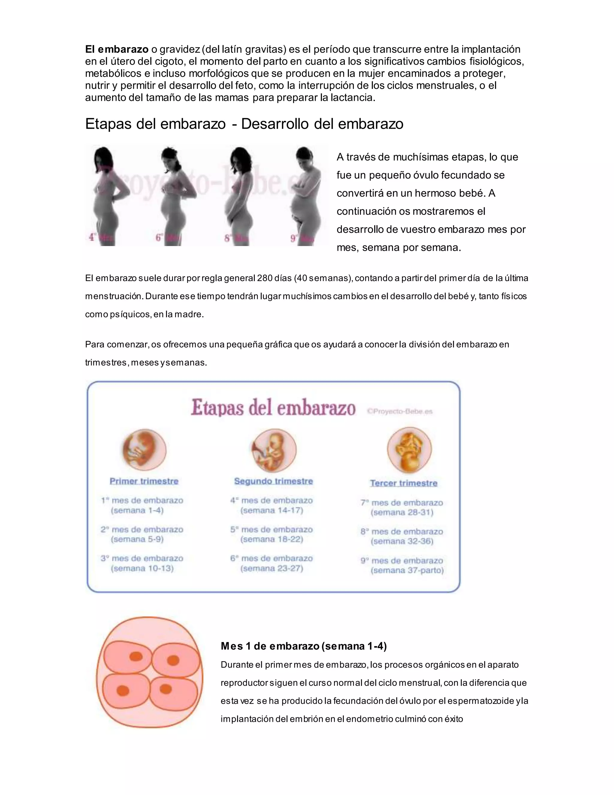 El Embarazo Y Sus Etapas – Que Es El Embarazo Humano – OG Artland