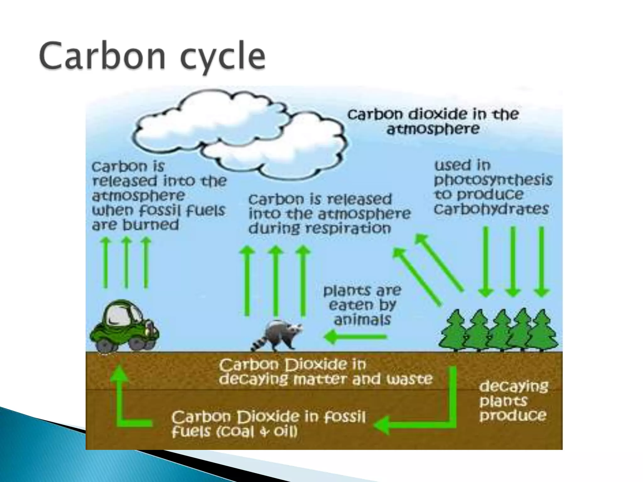 Elemental cycles and crop rotation | PPT