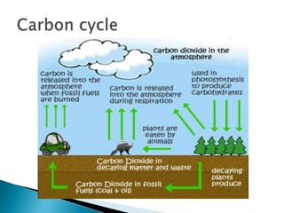 Elemental cycles and crop rotation | PPT