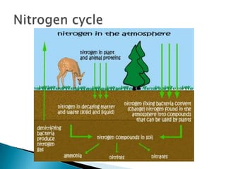 Elemental cycles and crop rotation | PPT