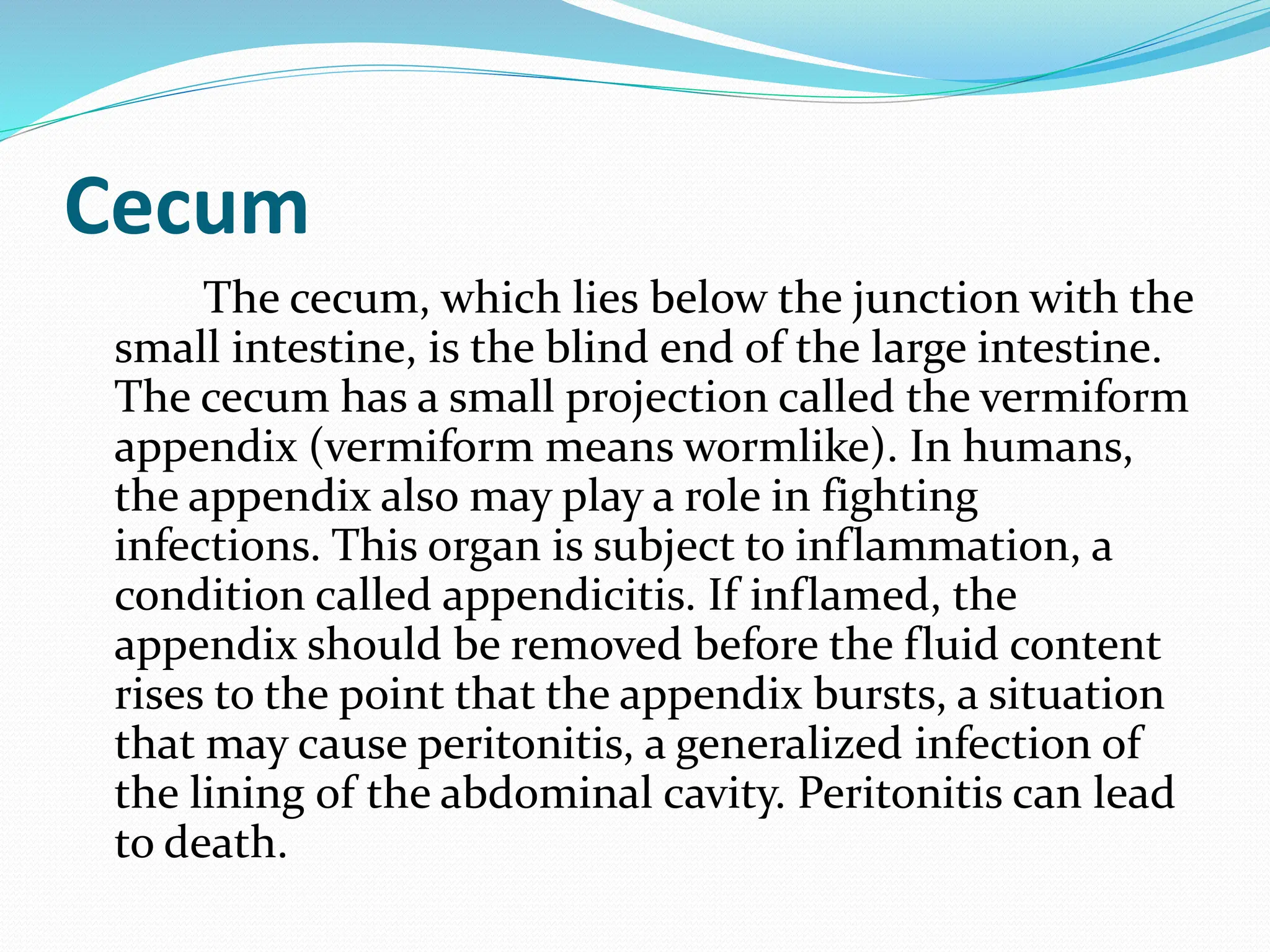 Elementary Canal Anatomy of Human Being.pptx