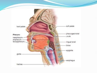 Elementary Canal Anatomy of Human Being.pptx