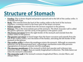 Elementary Canal Anatomy of Human Being.pptx