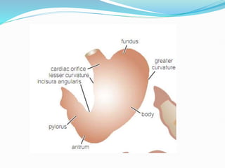 Elementary Canal Anatomy of Human Being.pptx