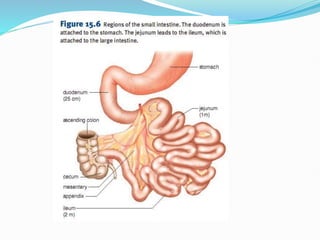 Elementary Canal Anatomy of Human Being.pptx