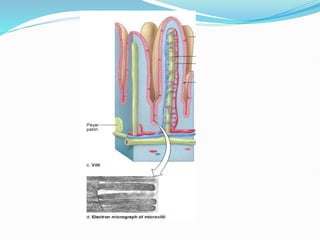 Elementary Canal Anatomy of Human Being.pptx