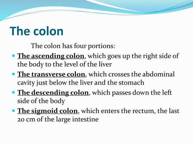 Elementary Canal Anatomy of Human Being.pptx | Ear, Nose and Throat ...
