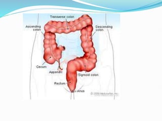 Elementary Canal Anatomy of Human Being.pptx