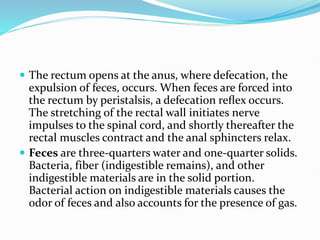 Elementary Canal Anatomy of Human Being.pptx