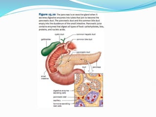 Elementary Canal Anatomy of Human Being.pptx