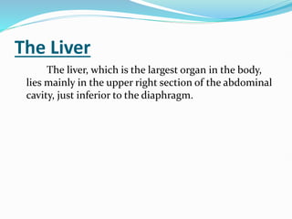 Elementary Canal Anatomy of Human Being.pptx