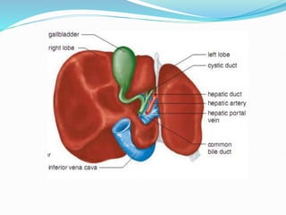 Elementary Canal Anatomy of Human Being.pptx