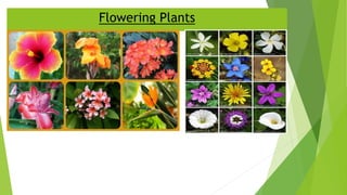 Elementary SCIENCE Notes Yr 4 LIVING THINGS AND THE ENVIRONMENT | PPTX