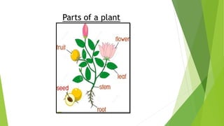 Elementary SCIENCE Notes Yr 4 LIVING THINGS AND THE ENVIRONMENT | PPTX
