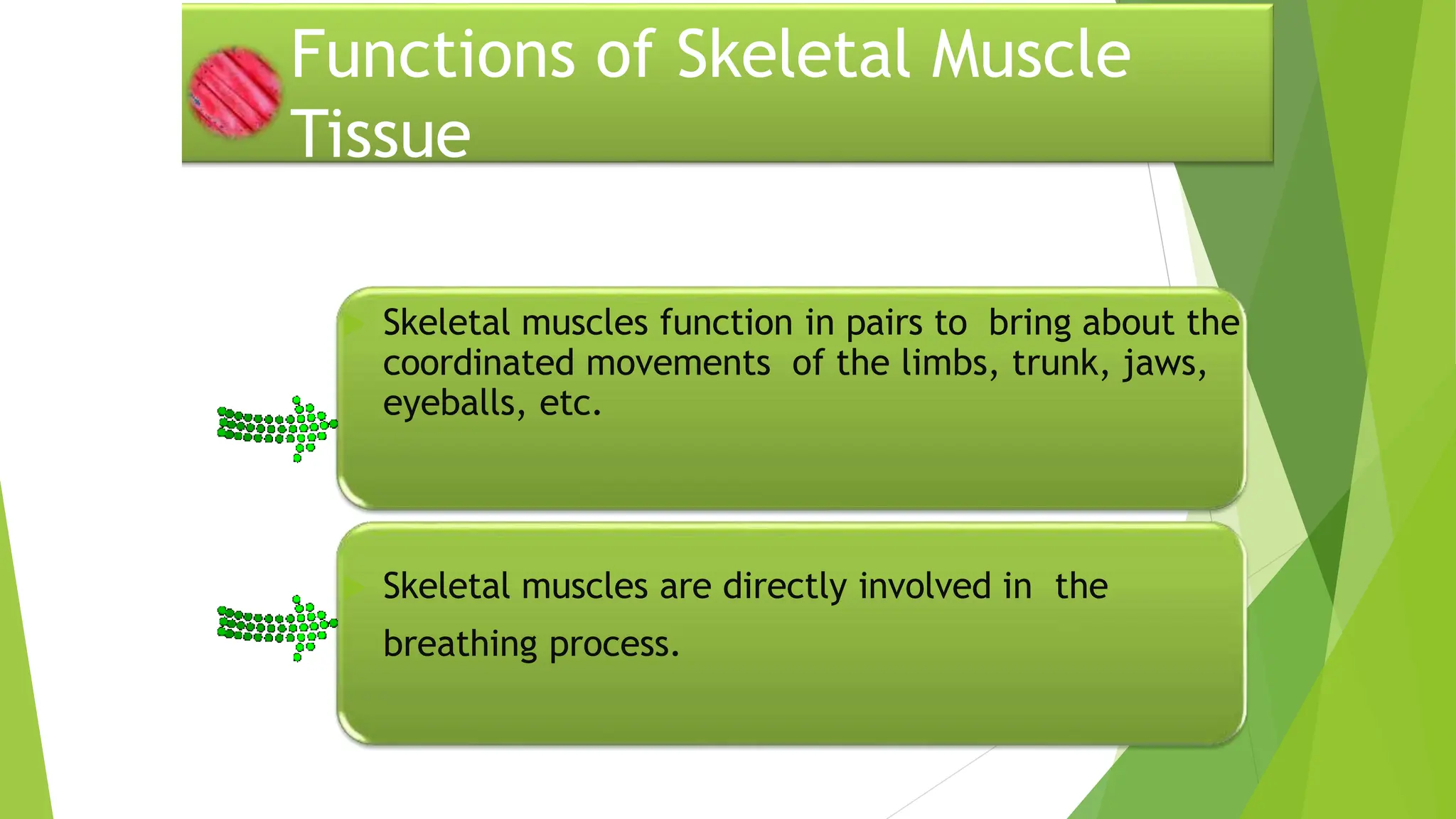 ELEMENTARY TISSUE PPT & Types of tissues | PPTX