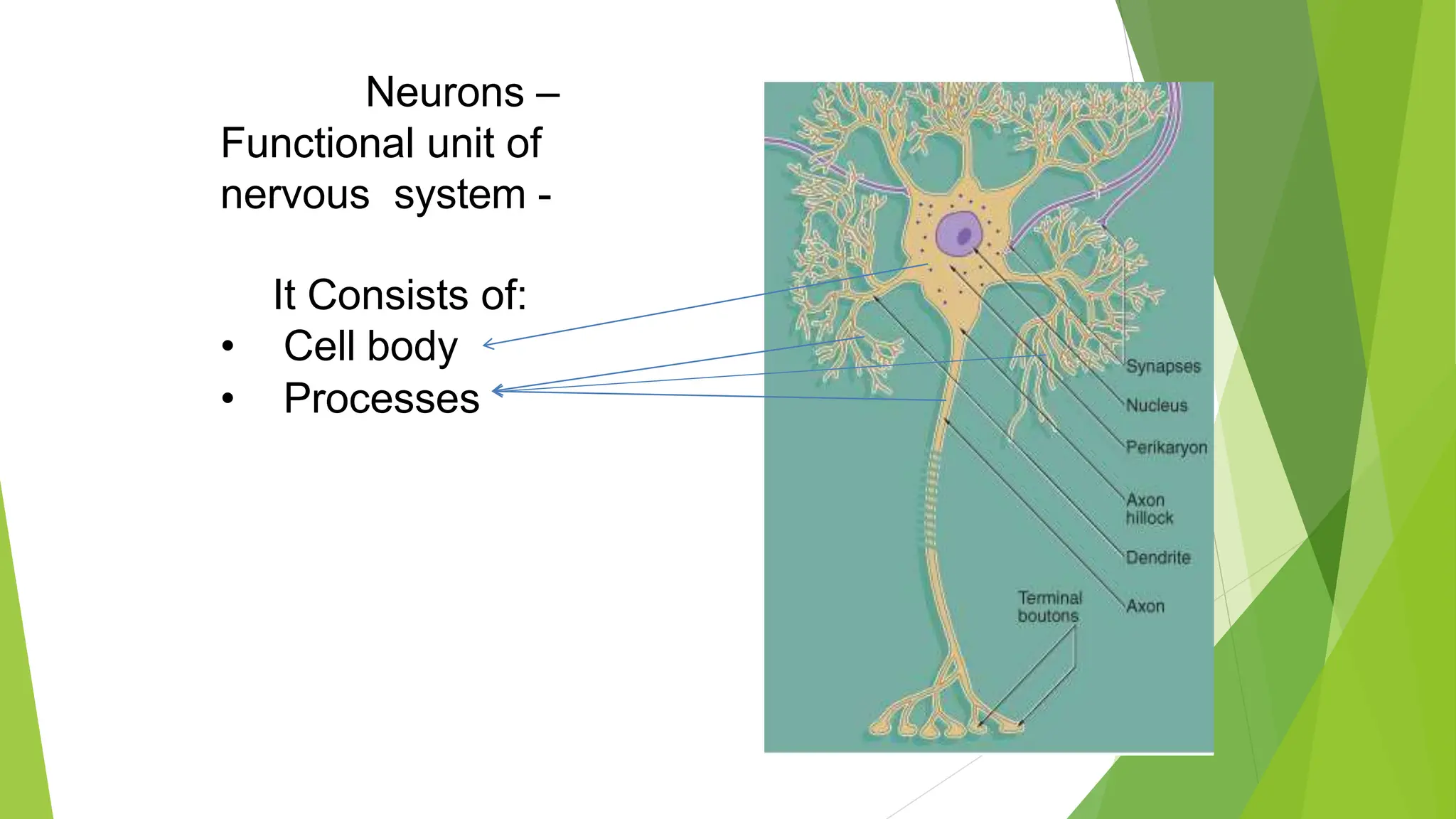 Elementary Tissue Ppt And Types Of Tissues Pptx