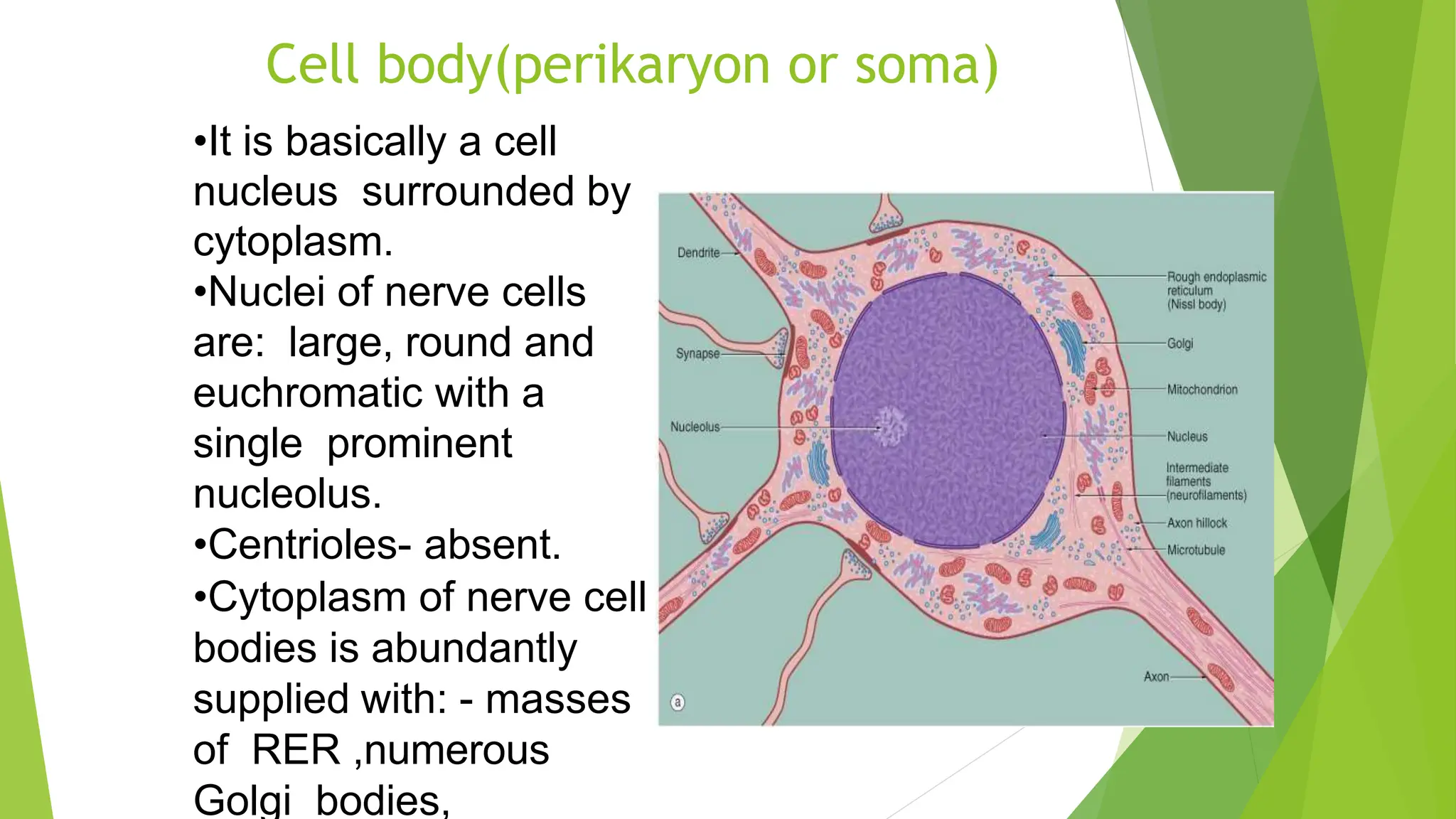 Elementary Tissue Ppt And Types Of Tissues Pptx