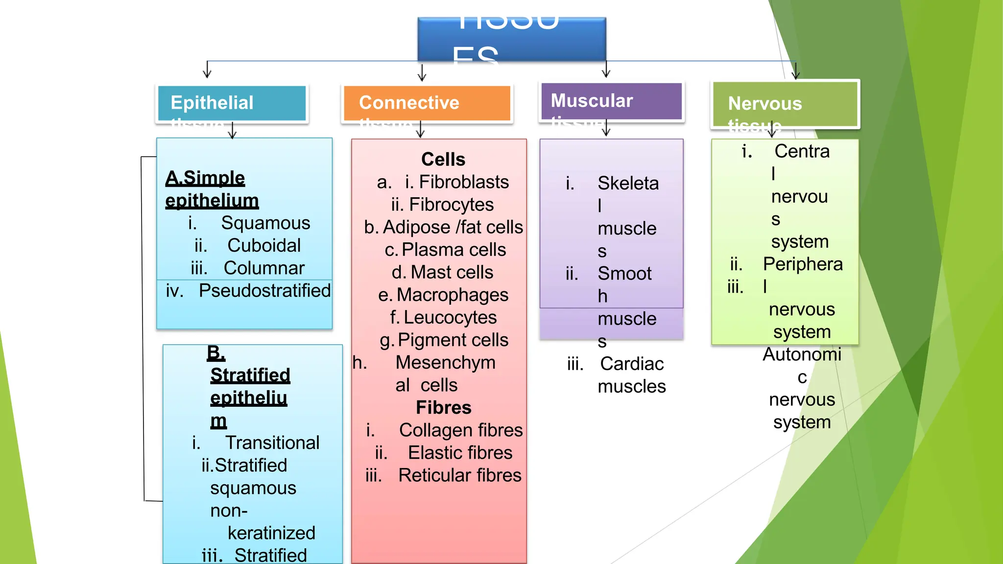 ELEMENTARY TISSUE PPT & Types of tissues | PPTX