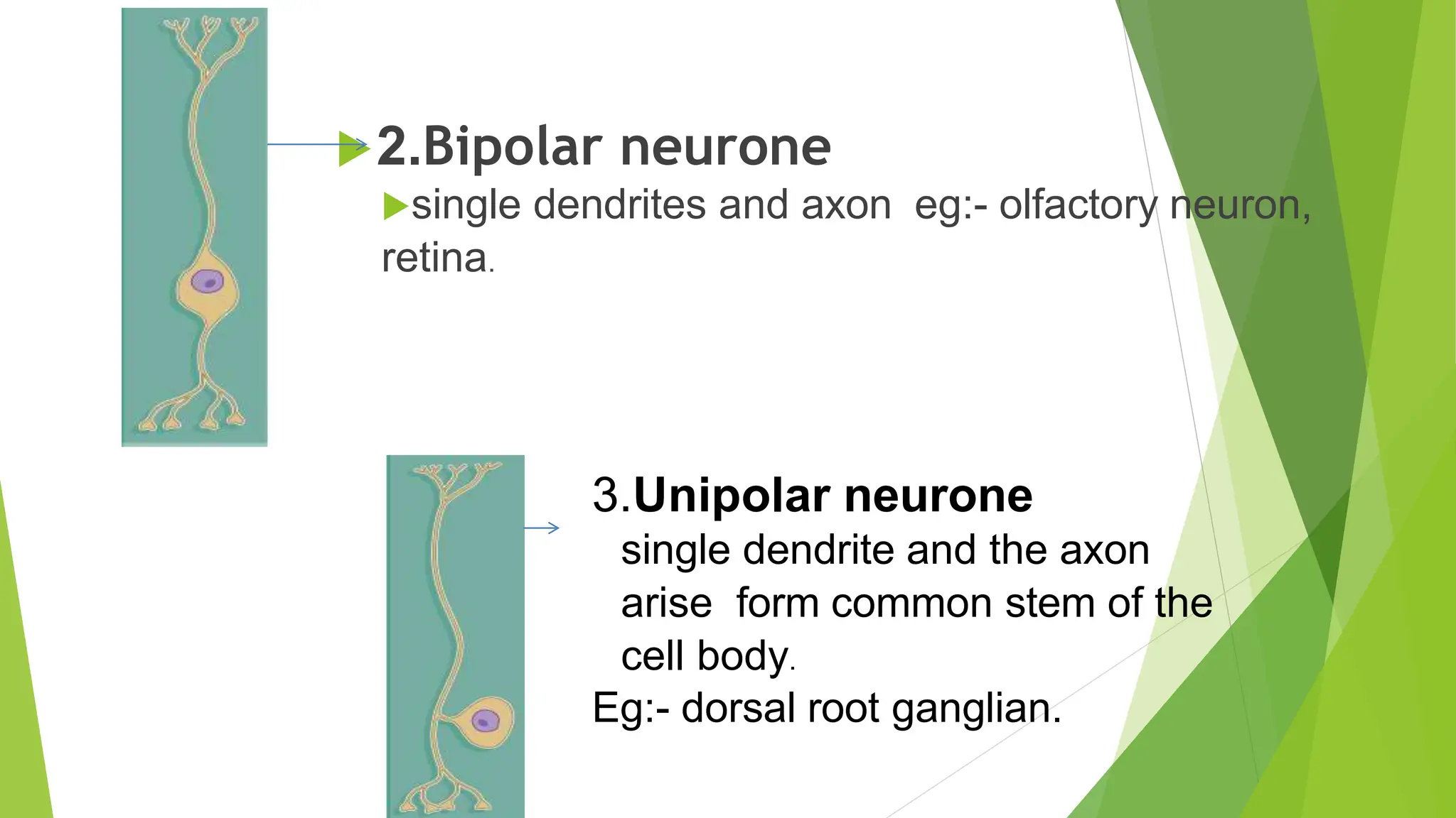 Elementary Tissue Ppt And Types Of Tissues Pptx