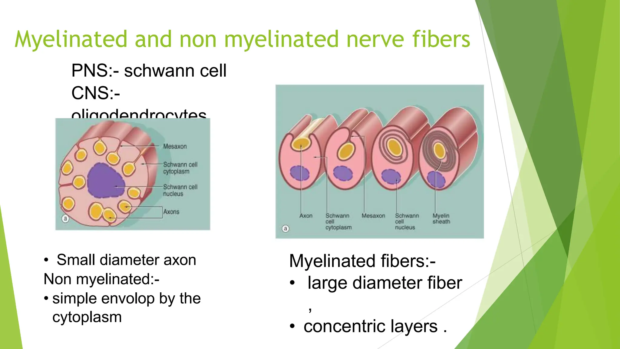 Elementary Tissue Ppt And Types Of Tissues Pptx