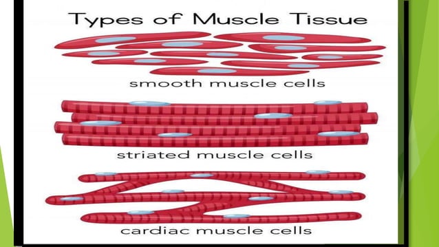 ELEMENTARY TISSUE PPT & Types of tissues | PPTX