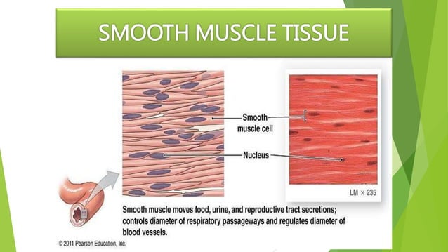ELEMENTARY TISSUE PPT & Types of tissues | PPTX
