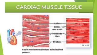 ELEMENTARY TISSUE PPT & Types of tissues | PPTX