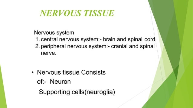 ELEMENTARY TISSUE PPT & Types of tissues | PPTX