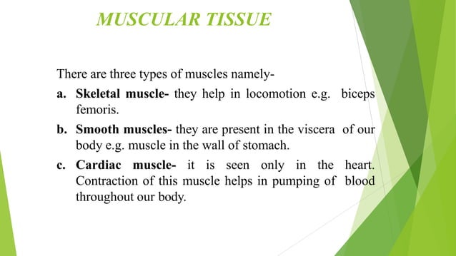ELEMENTARY TISSUE PPT & Types of tissues | PPTX