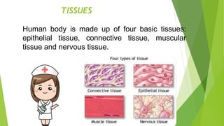 ELEMENTARY TISSUE PPT (2).pptx