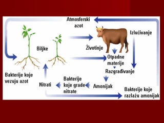 Elementi | PPT