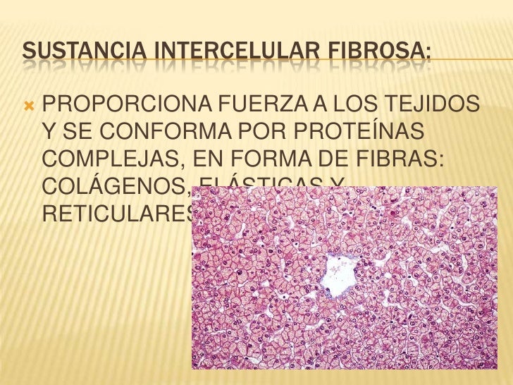 Elementos de histologia