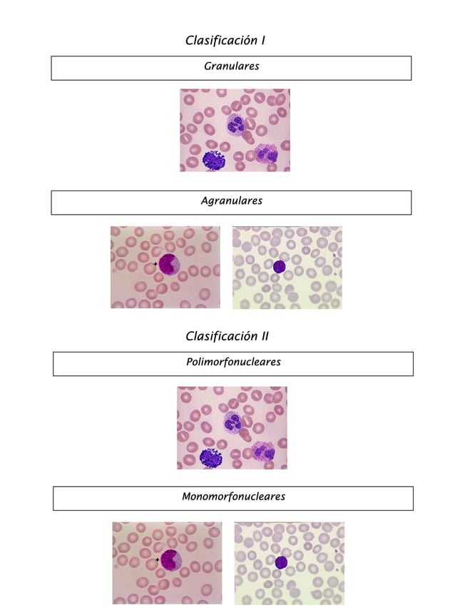 Elementos formes de la sangre