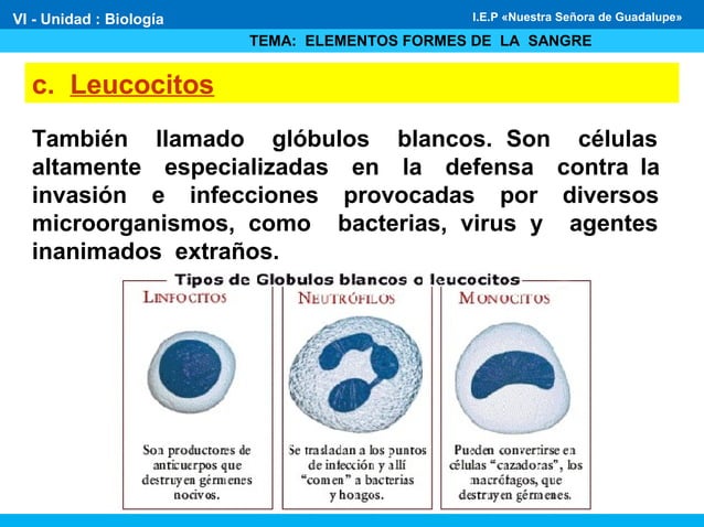 Elementos formes de la sangre
