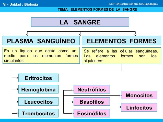 Elementos formes de la sangre