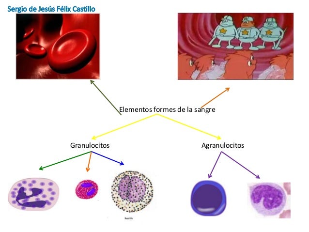 Elementos formes sangre