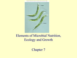 Elements of-microbial-nutrition-ecology834 (1) | PPT