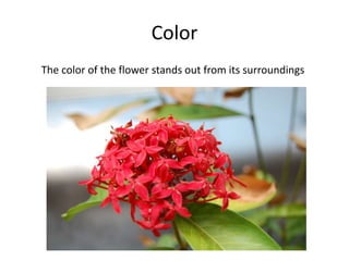 Elements and principles of design cameron goff pj perez | PPTX