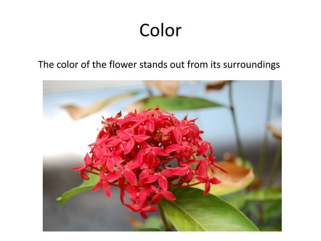 Elements and principles of design cameron goff pj perez | PPT