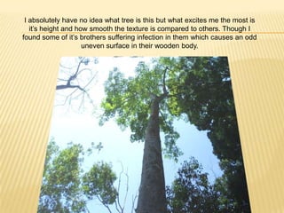 Elements in natural and built environment | PPTX