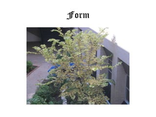 Elements of design photography ppt | PPTX